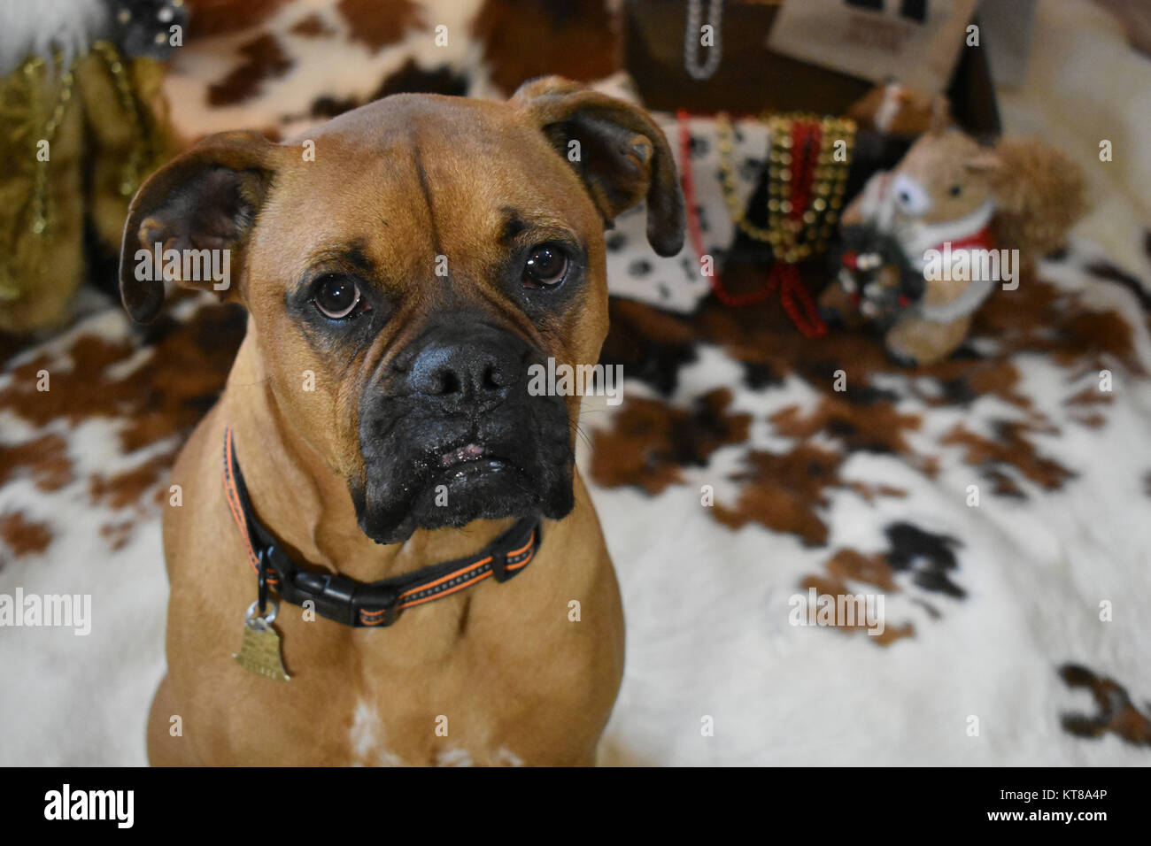 Boxer Breed Christmas Portrait Stock Photo - Alamy