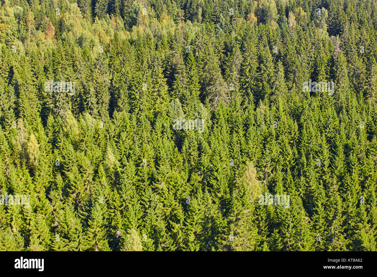 Finland green pine forest landscape. Finnish timber industry ...