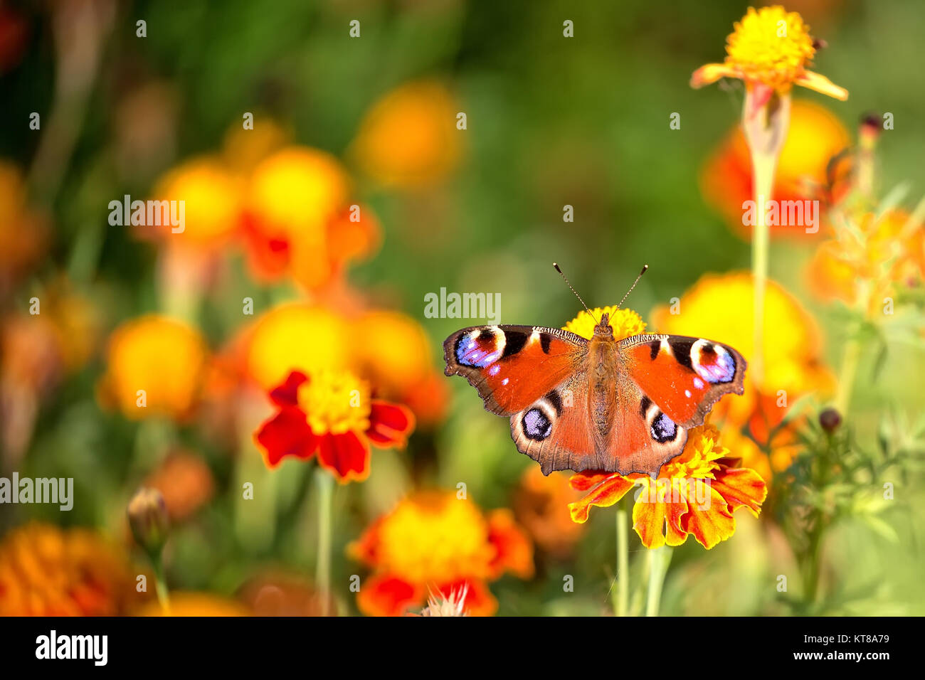 Orange colour butterfly hi-res stock photography and images - Alamy