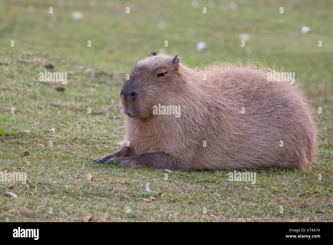 Capybara resting in a clearing Stock Photo - Alamy