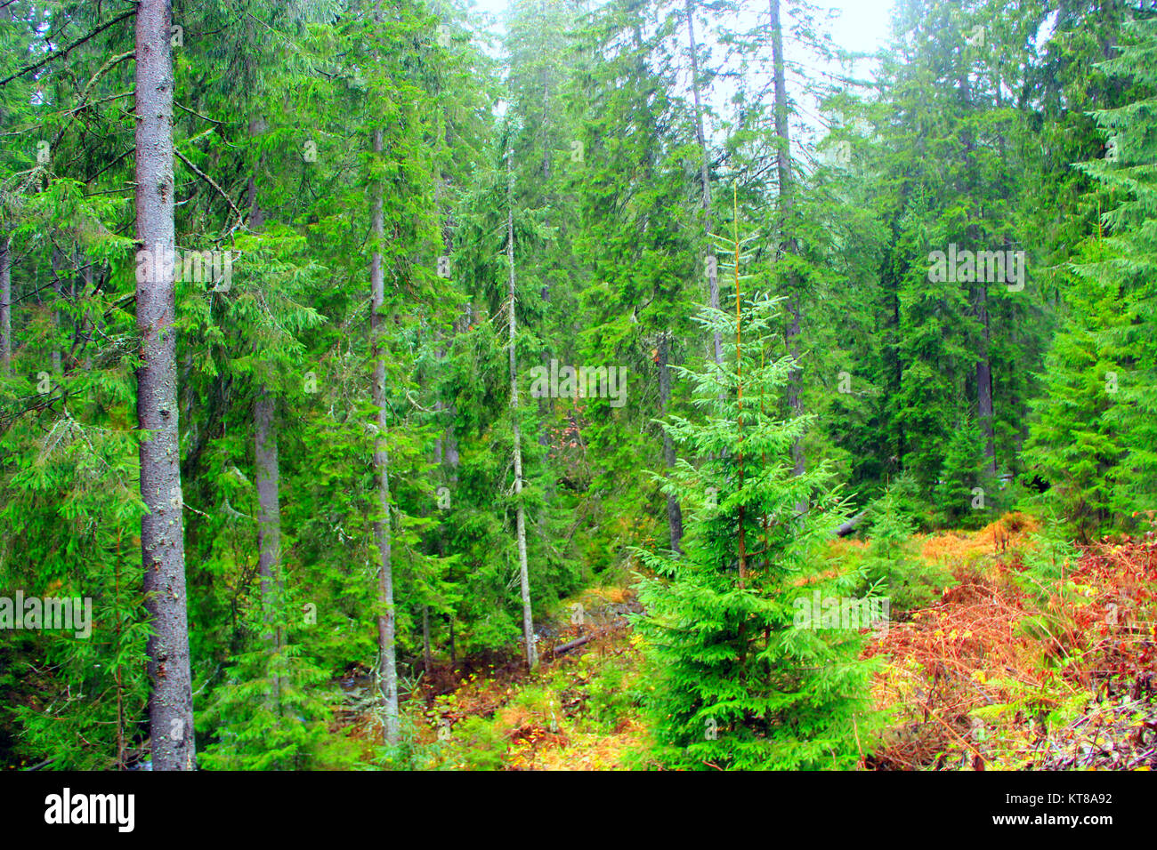 wild green dense forest with high fir-trees on the slope Stock Photo ...