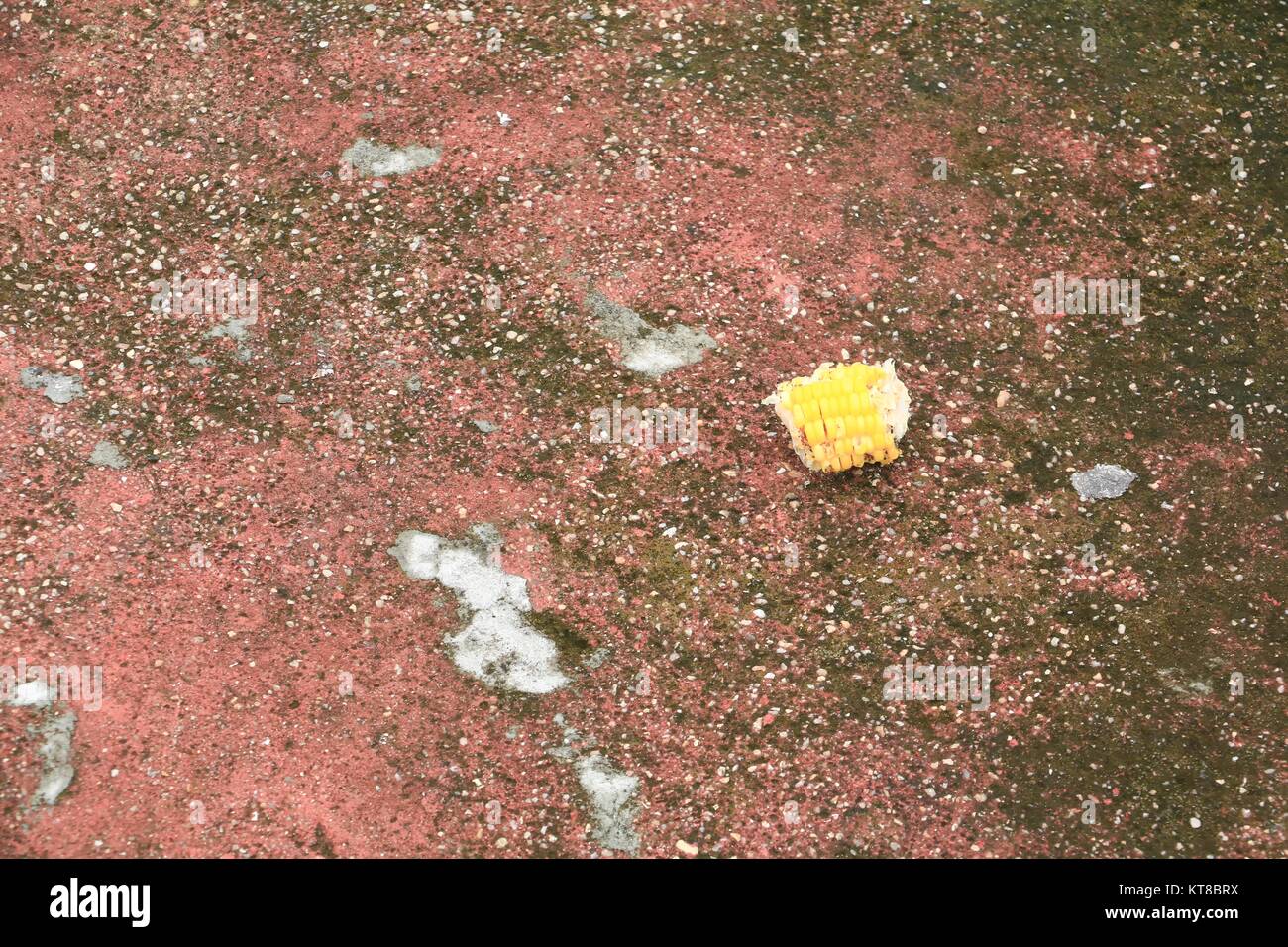 corn was gnawed with ant was dumped on footpath Stock Photo - Alamy
