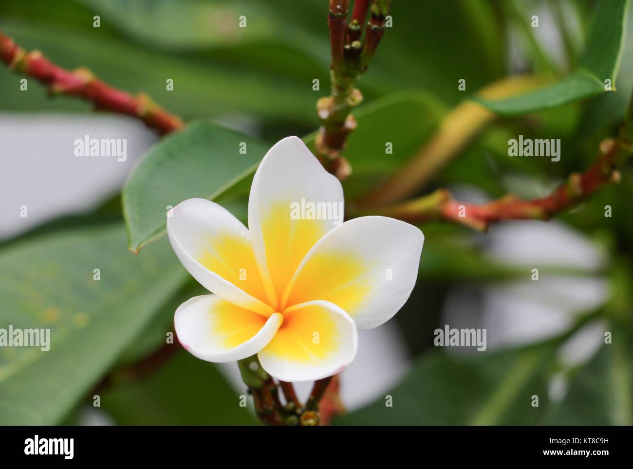 plumeria flower desert rose white beautiful on the tree ( Common name ...