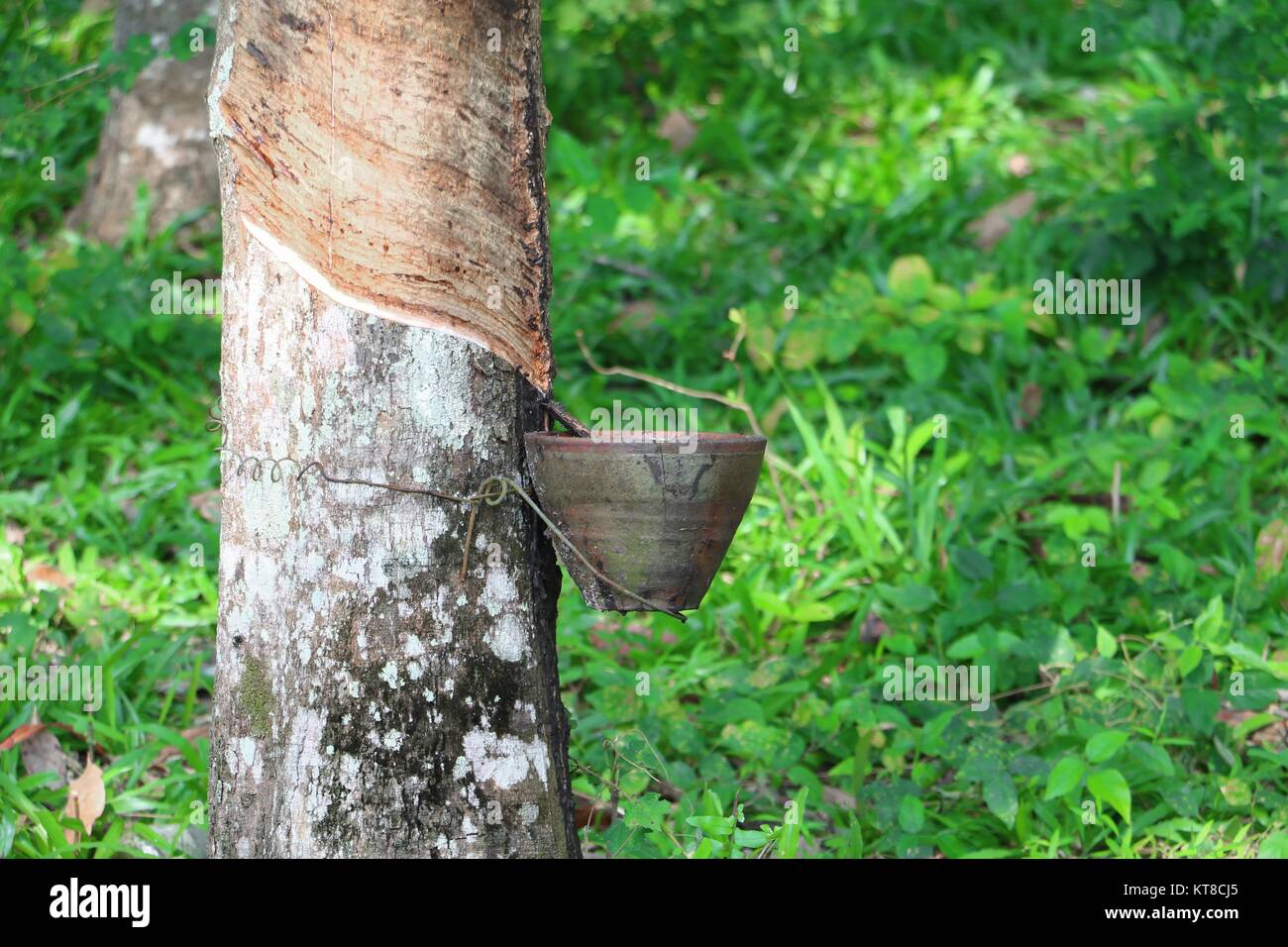 Rubber Tree Plant Stock Photos & Rubber Tree Plant Stock Images - Alamy
