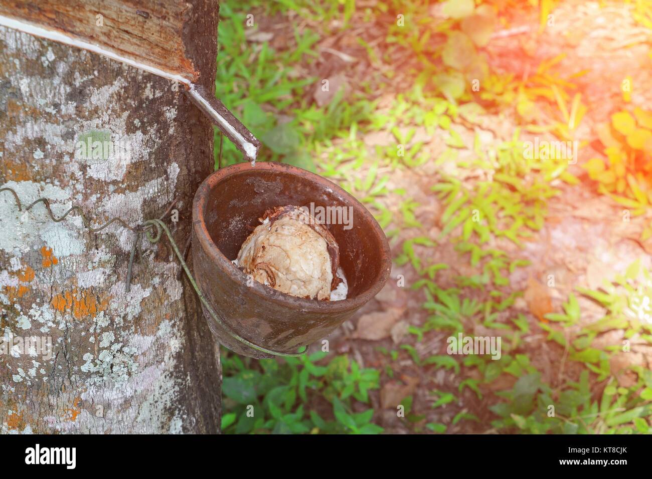 rubber tree in garden nature with sunset light tone Stock Photo - Alamy