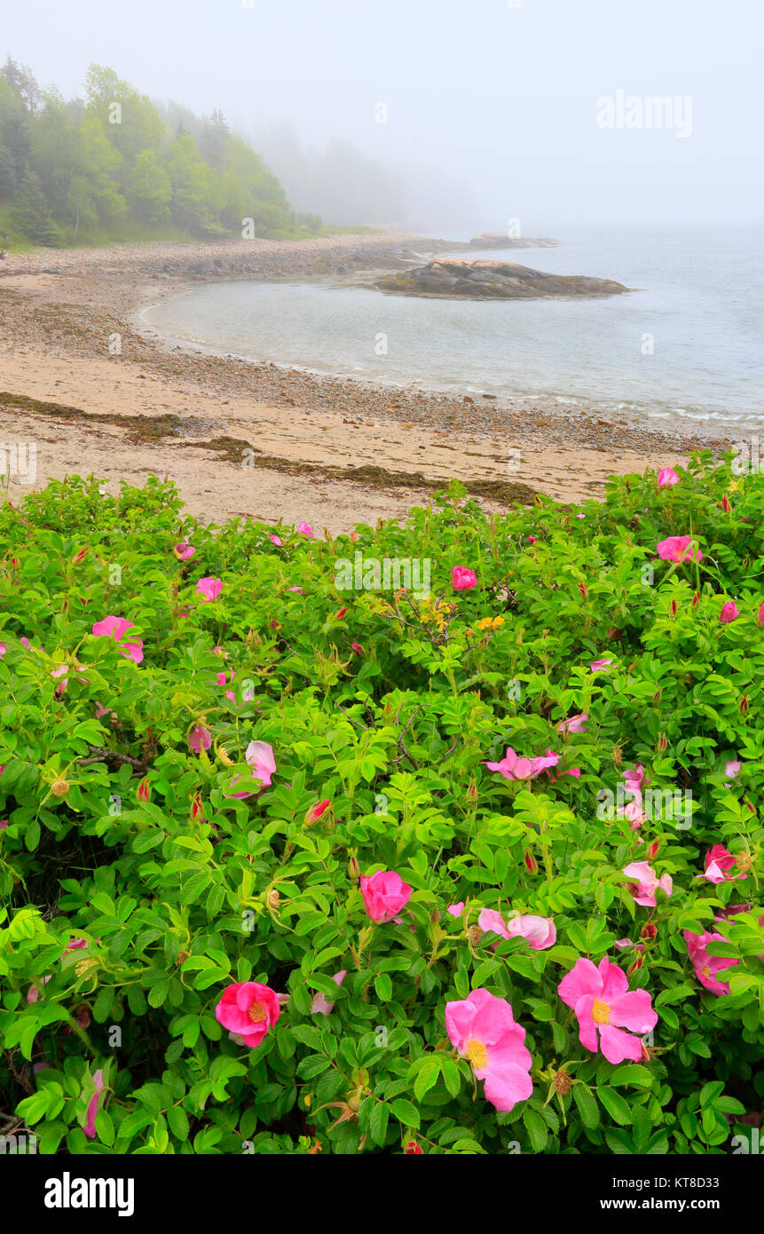 Wild Roses, Otter Cove, Acadia National Park, Maine, USA Stock Photo ...