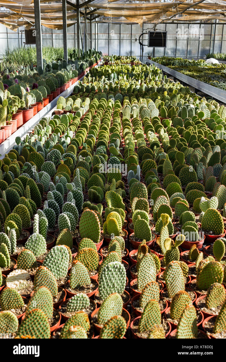 Cacti plantation in nursery, Opuntia Microdasys Stock Photo - Alamy