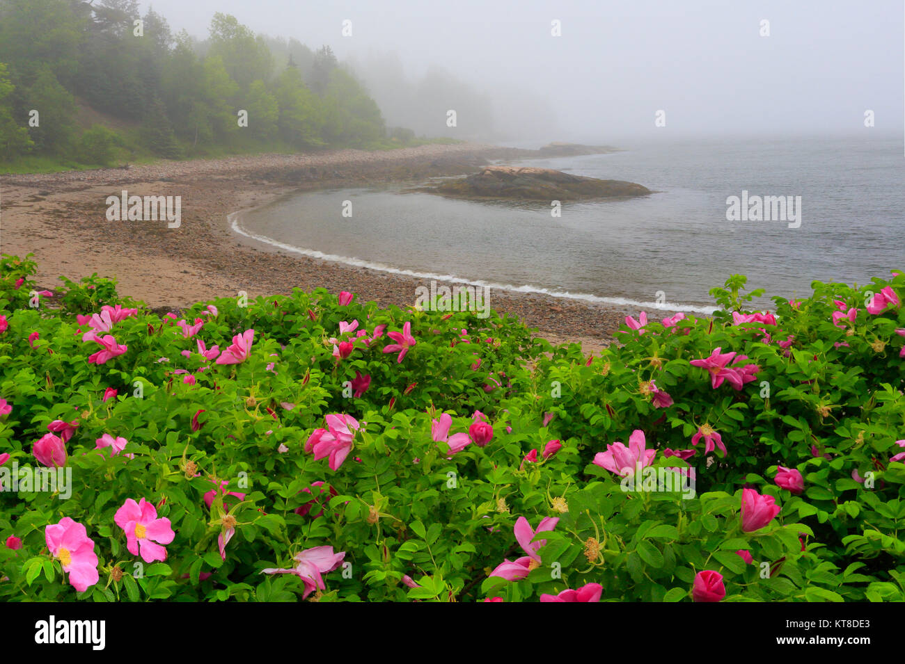 Wild Roses, Otter Cove, Acadia National Park, Maine, USA Stock Photo ...