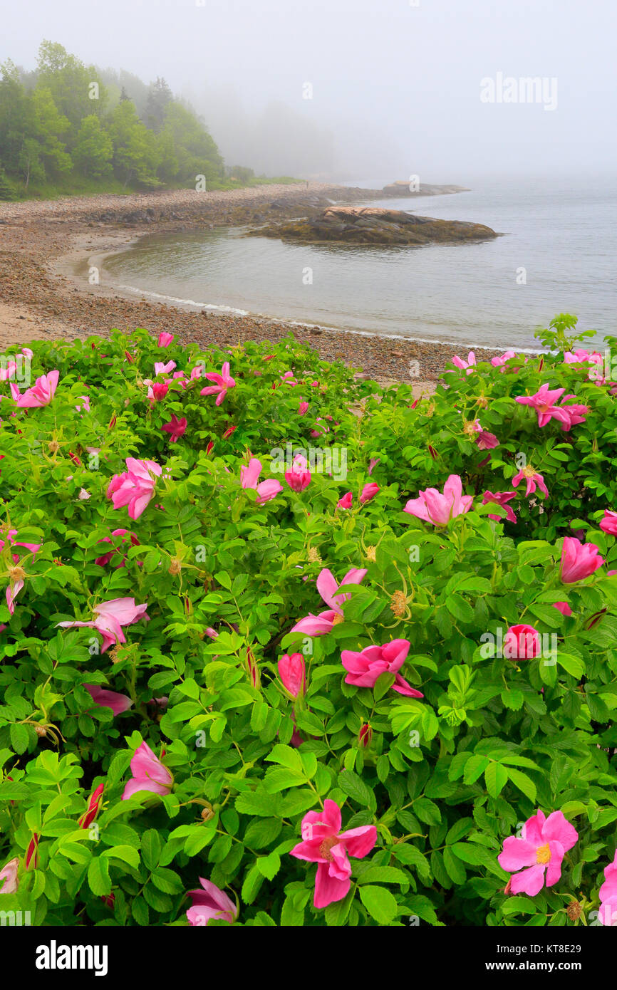 Wild Roses, Otter Cove, Acadia National Park, Maine, USA Stock Photo ...