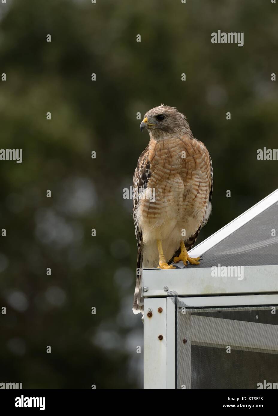 A red shouldered Hawk stands on a pool screen to preen and dry off ...
