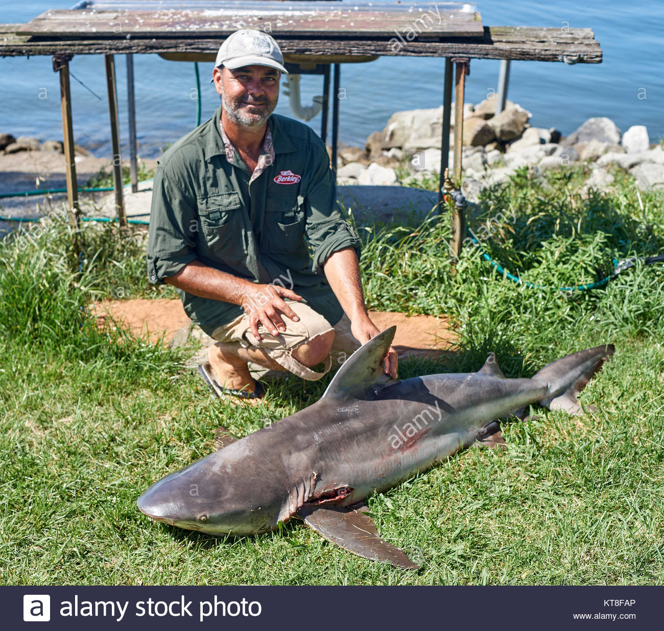 Carcharhinus Leucas High Resolution Stock Photography and Images - Alamy