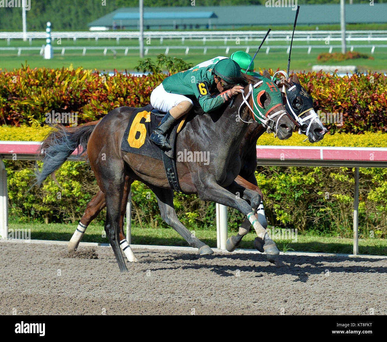 Gulfstream park racing hi-res stock photography and images - Alamy