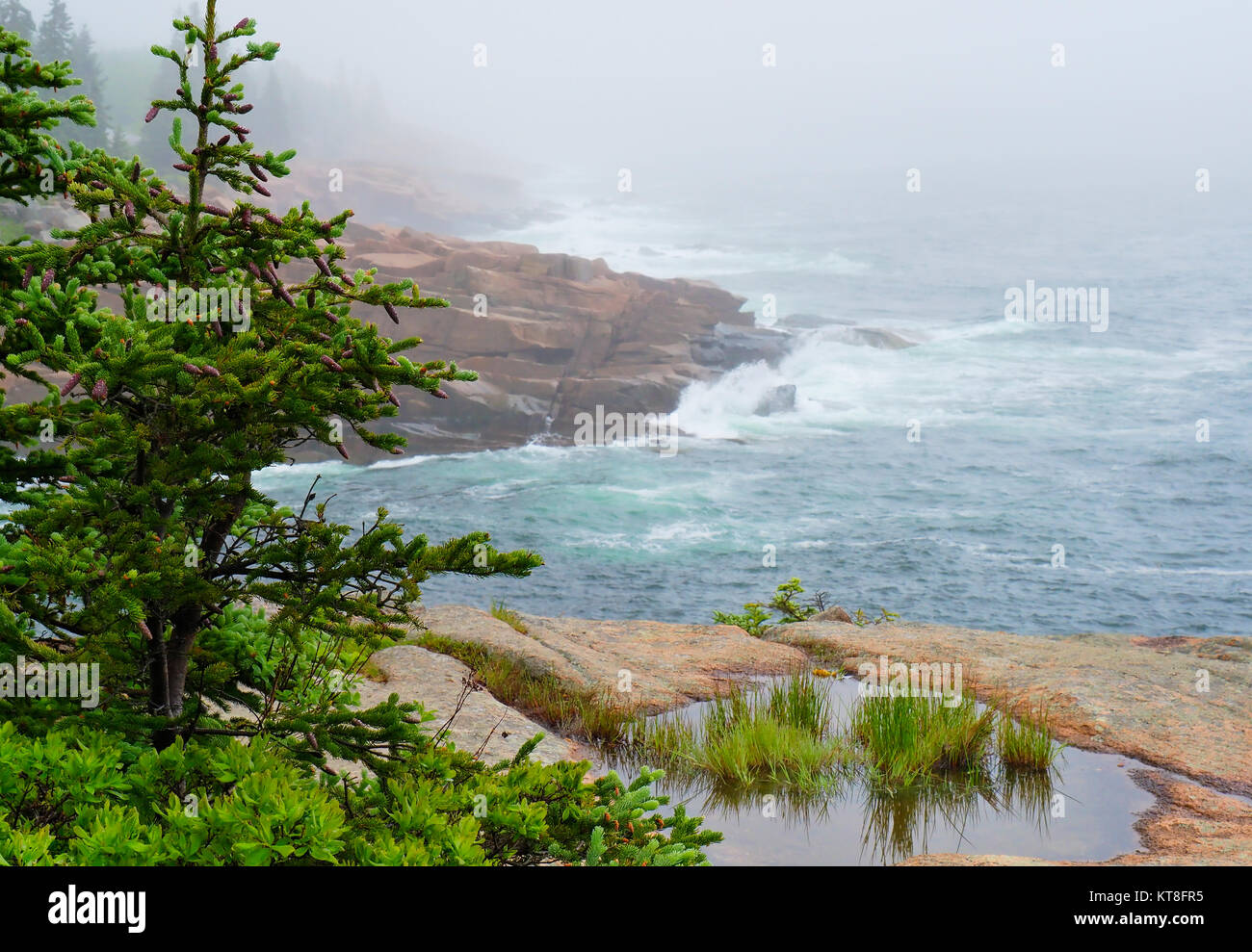 Near Thunder Hole, The Ocean Trail, Acadia National Park, Maine, USA ...
