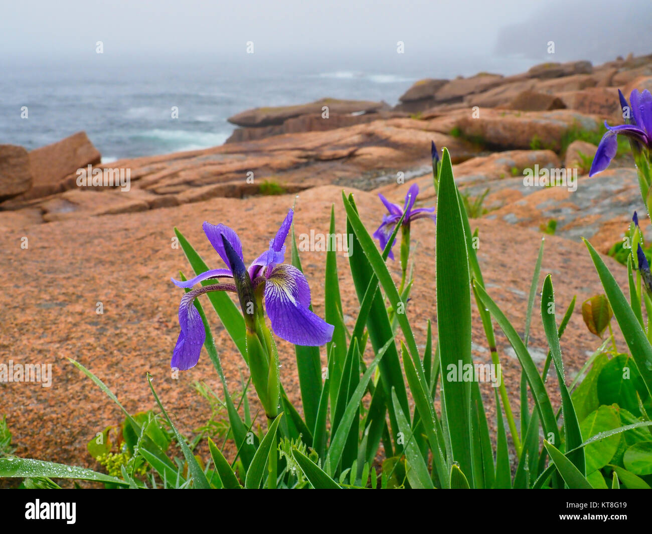 Wild Iris Near Thunder Hole, The Ocean Trail, Acadia National Park ...