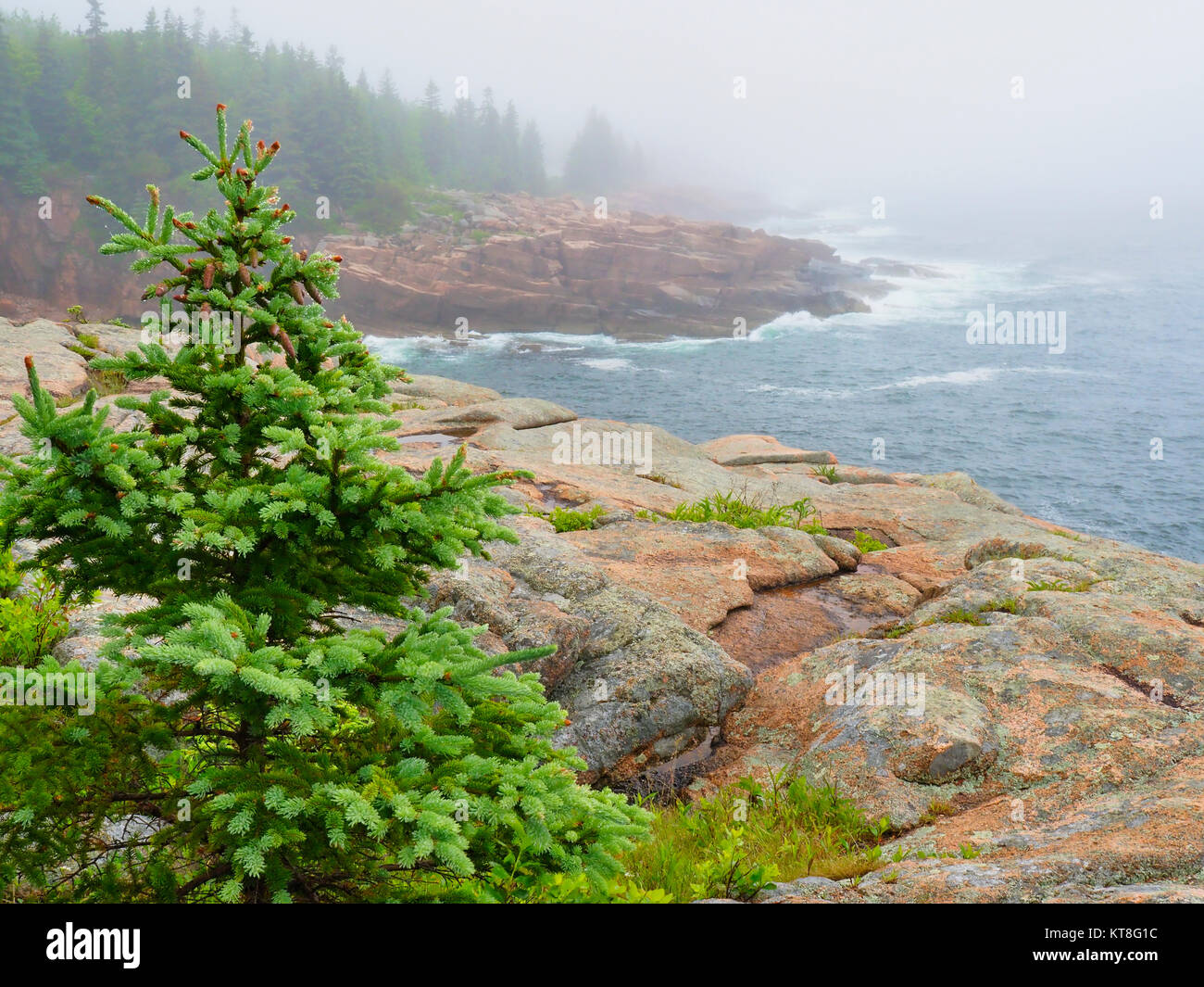 Near Thunder Hole, The Ocean Trail, Acadia National Park, Maine, USA ...