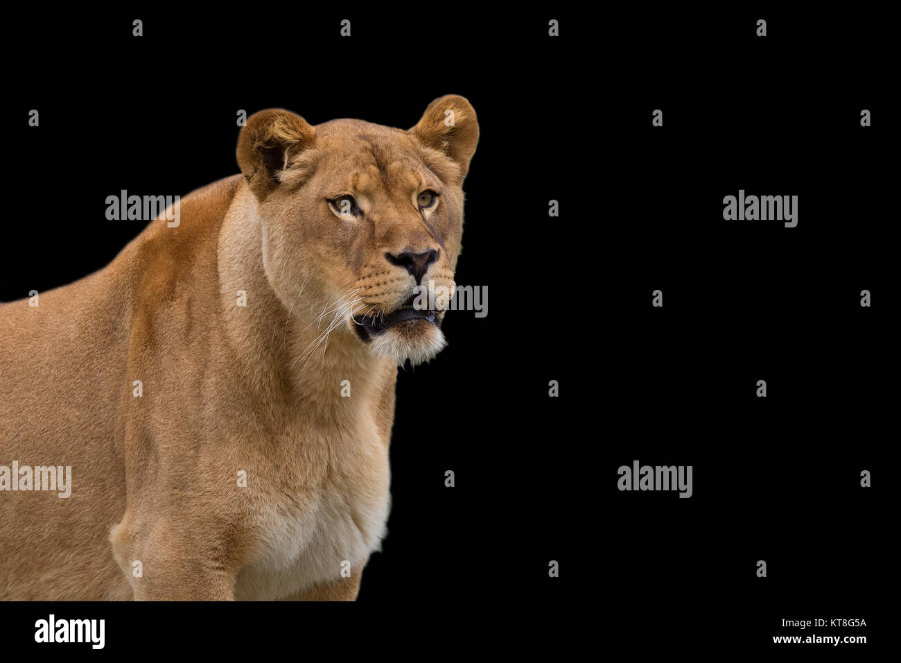 Lioness on a black background, a portrait Stock Photo - Alamy