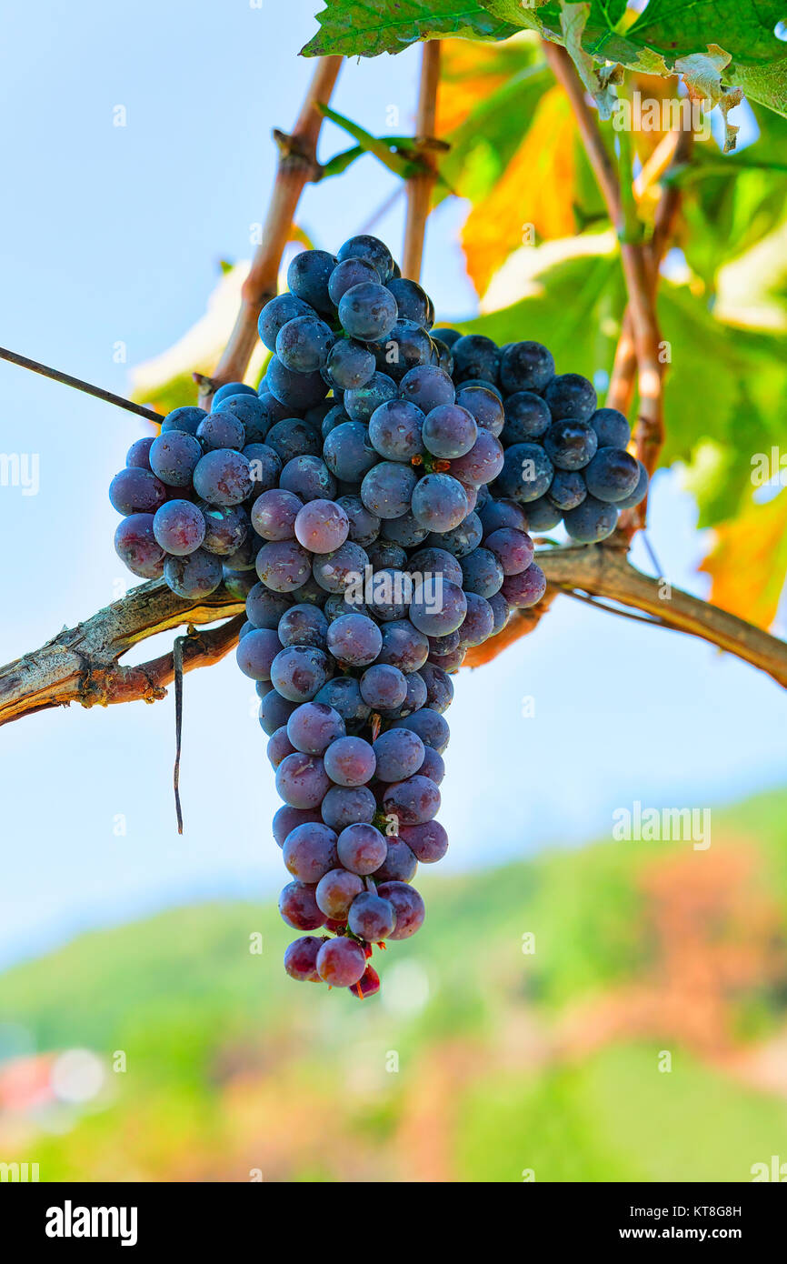 Grapes on tree hi-res stock photography and images - Alamy
