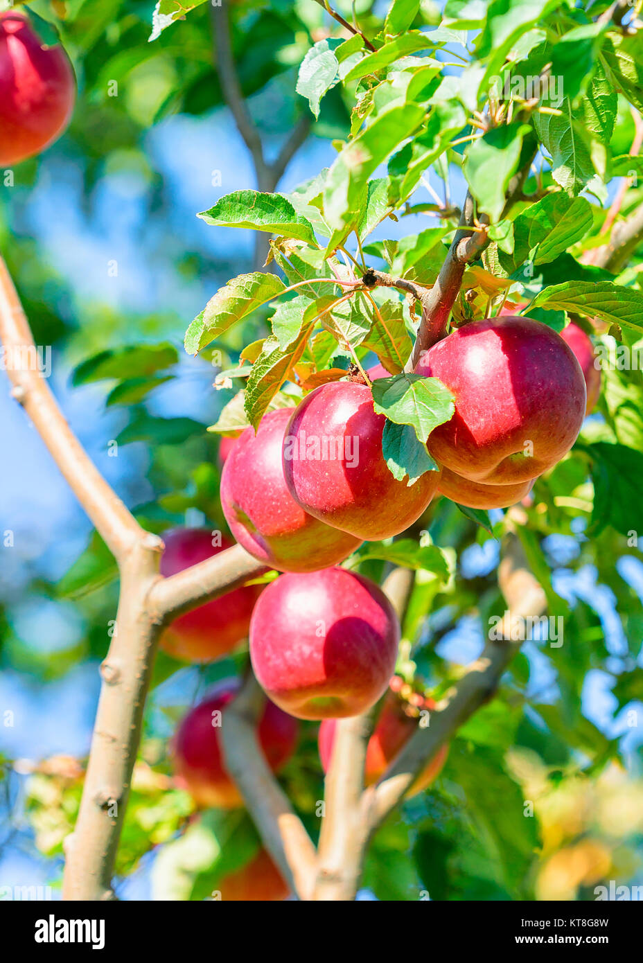 Apples on appple tree in the garden at Agerola, Tyrrhenian sea, Amalfi ...