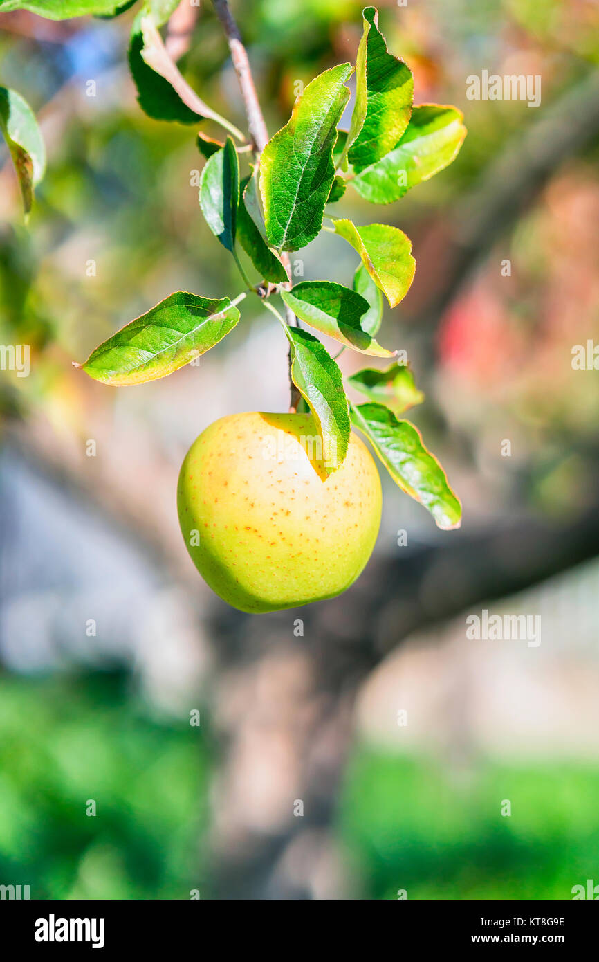 Apple on appple tree in the garden in Agerola, Tyrrhenian sea, Amalfi ...