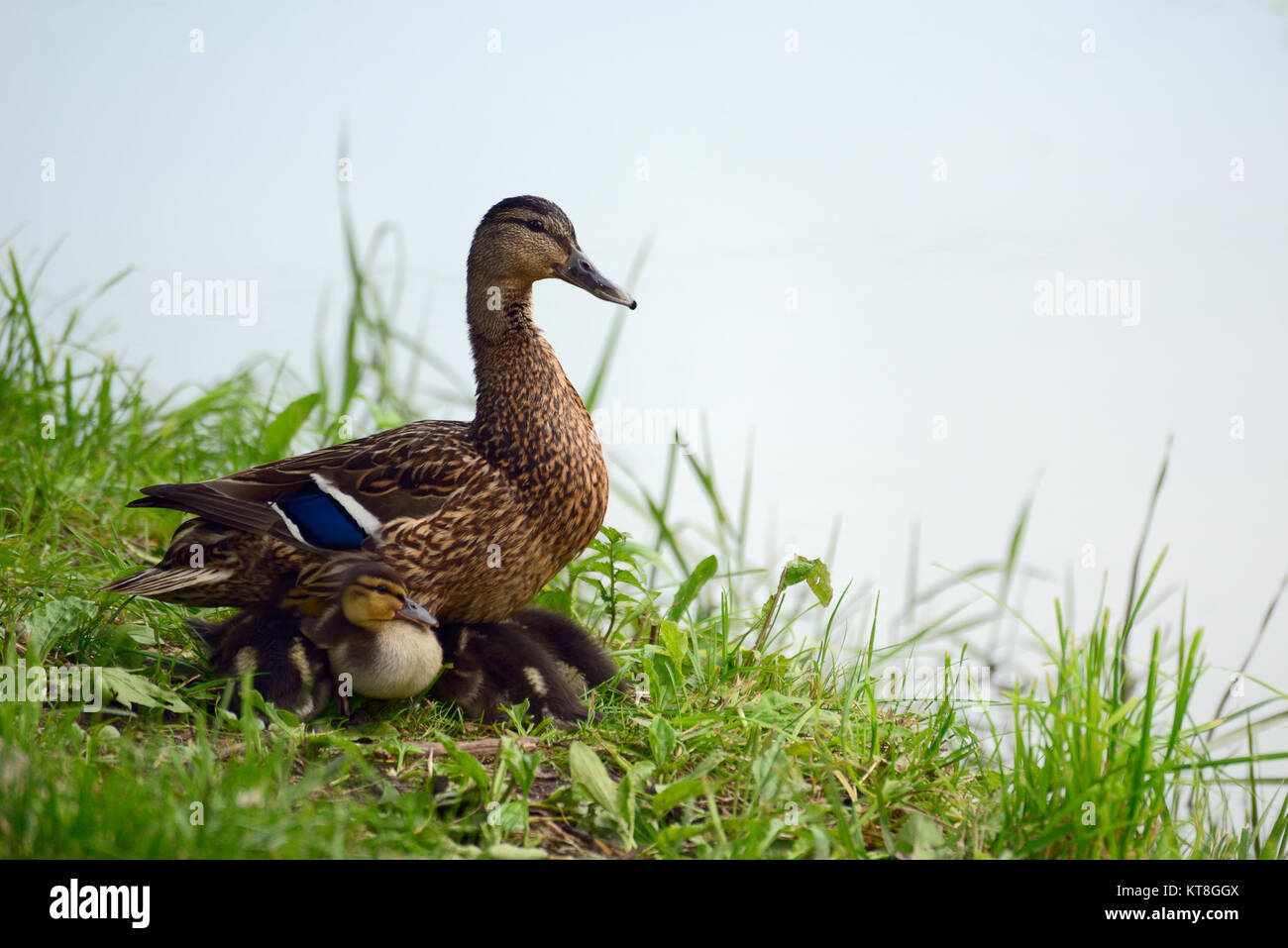 Duck and ducklings hiding under it in the grass on the bank Stock Photo ...