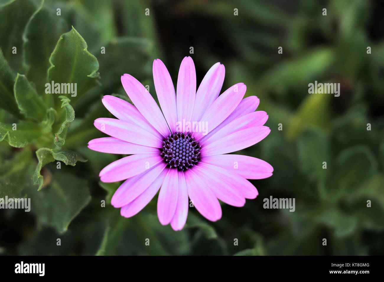 Daisy sea greece hi-res stock photography and images - Alamy