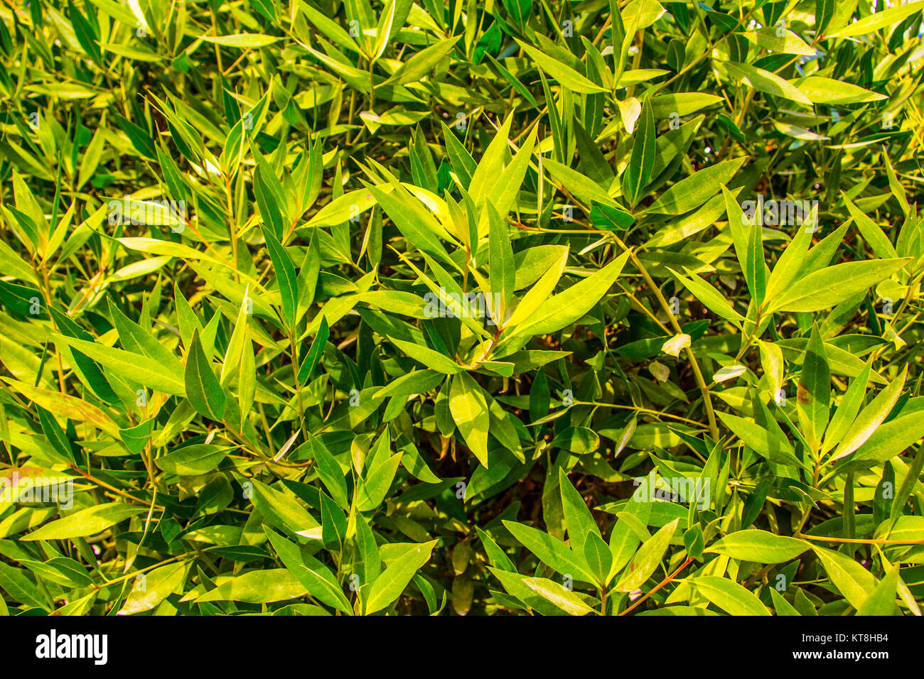 Real life nature hi-res stock photography and images - Alamy