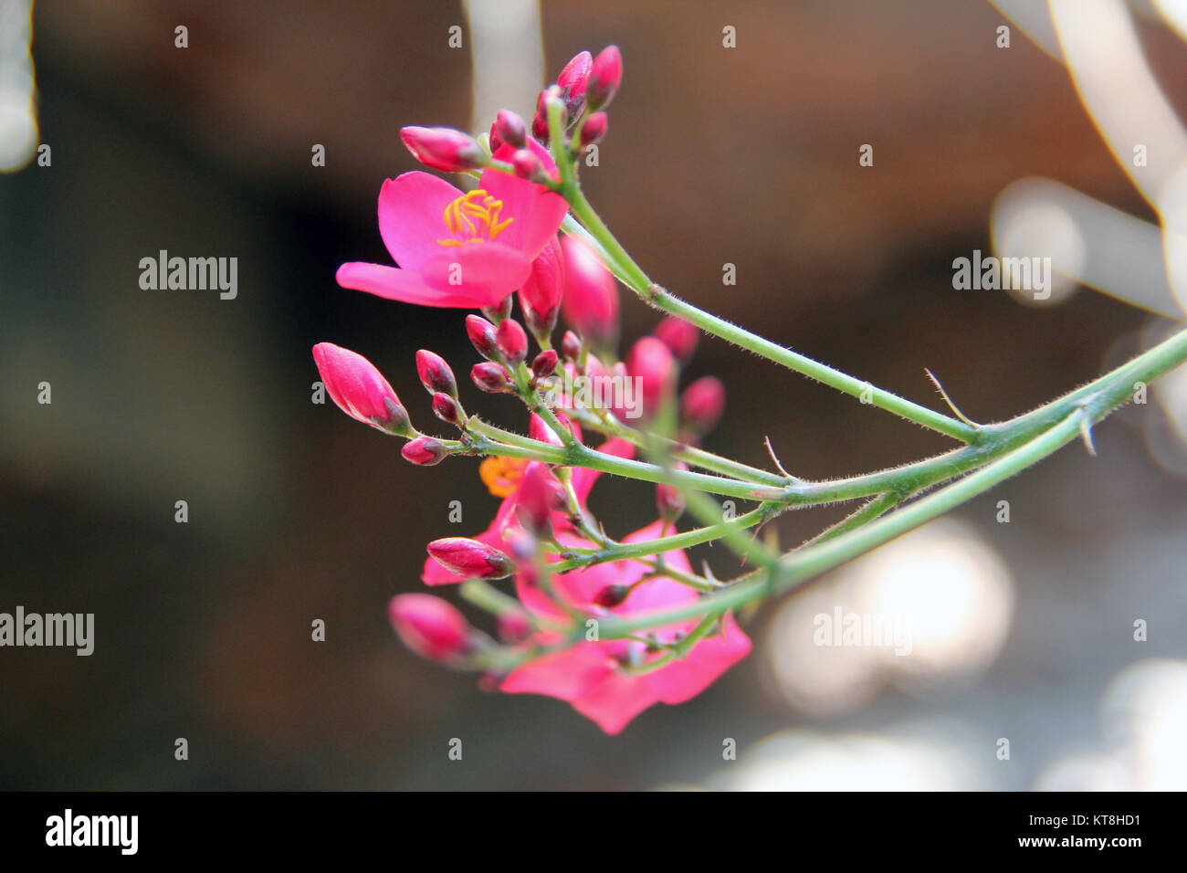Sea spring seeds hi-res stock photography and images - Alamy