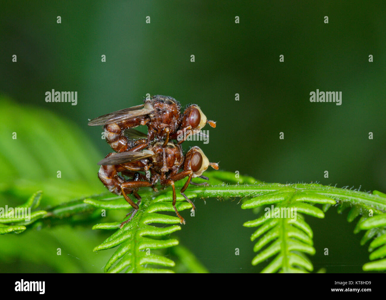 Conopid flies hi-res stock photography and images - Alamy