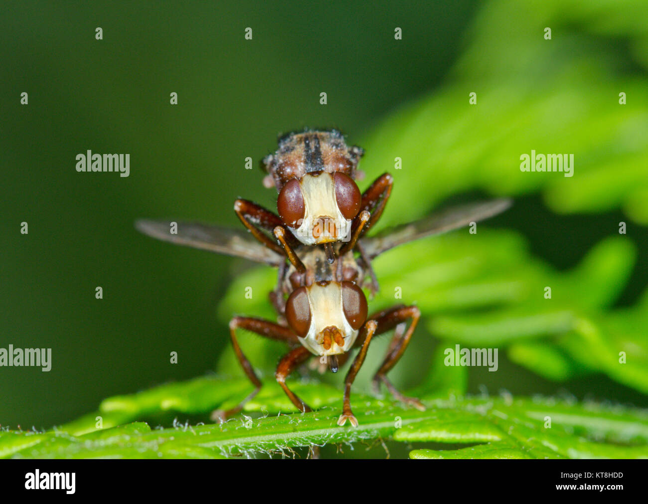Ferruginous Bee grabber Flies (Sicus ferrugineus) Paired. Big headed ...