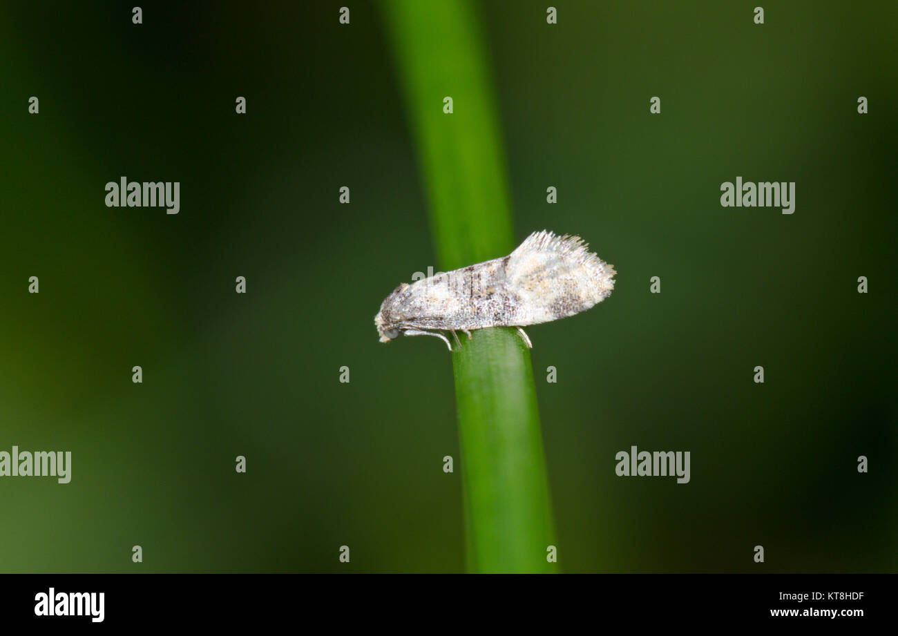 Birch Conch Micro Moth (Cochylis nana). Sussex, UK Stock Photo - Alamy