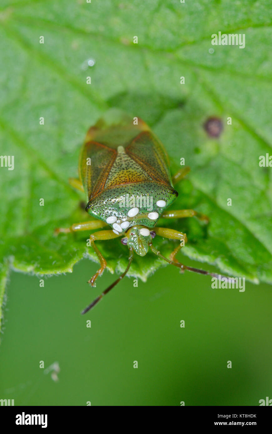 Shield bug parasite hi-res stock photography and images - Alamy