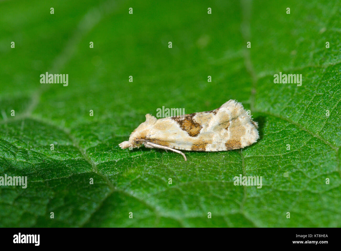 Burdock Conch Micro Moth (Aethes rubigana). Sussex, UK Stock Photo - Alamy