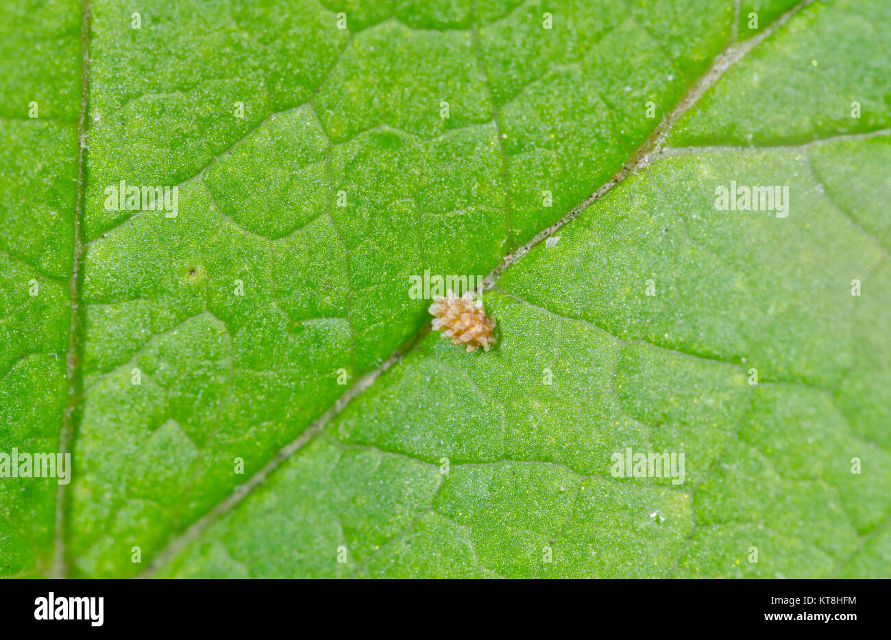 Egg of Four spotted Leaf Beetle (Clytra quadripunctata). Sussex, UK ...