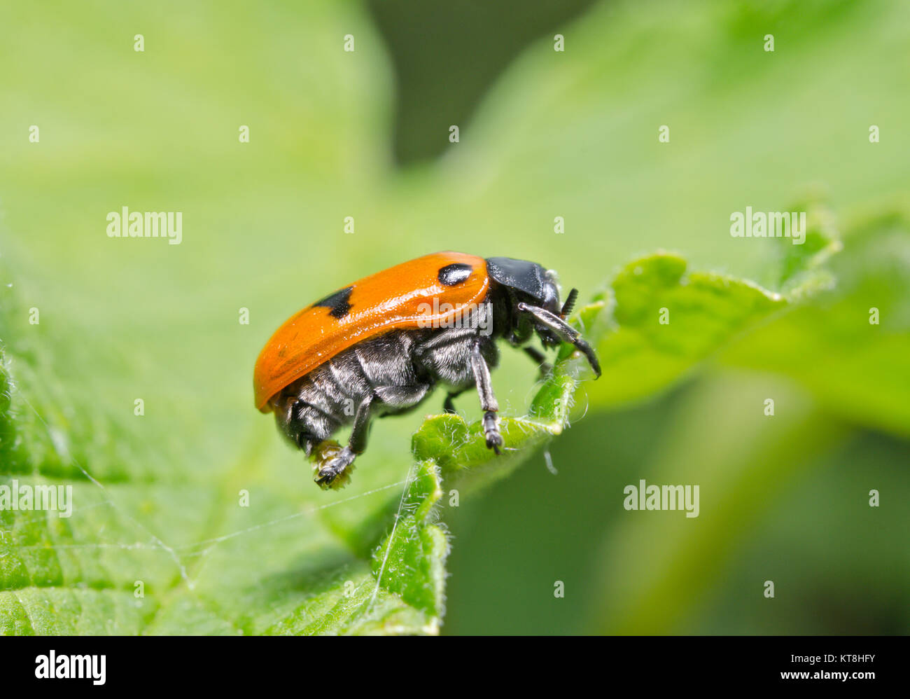 Four spotted Leaf Beetle (Clytra quadripunctata) female laying an egg ...