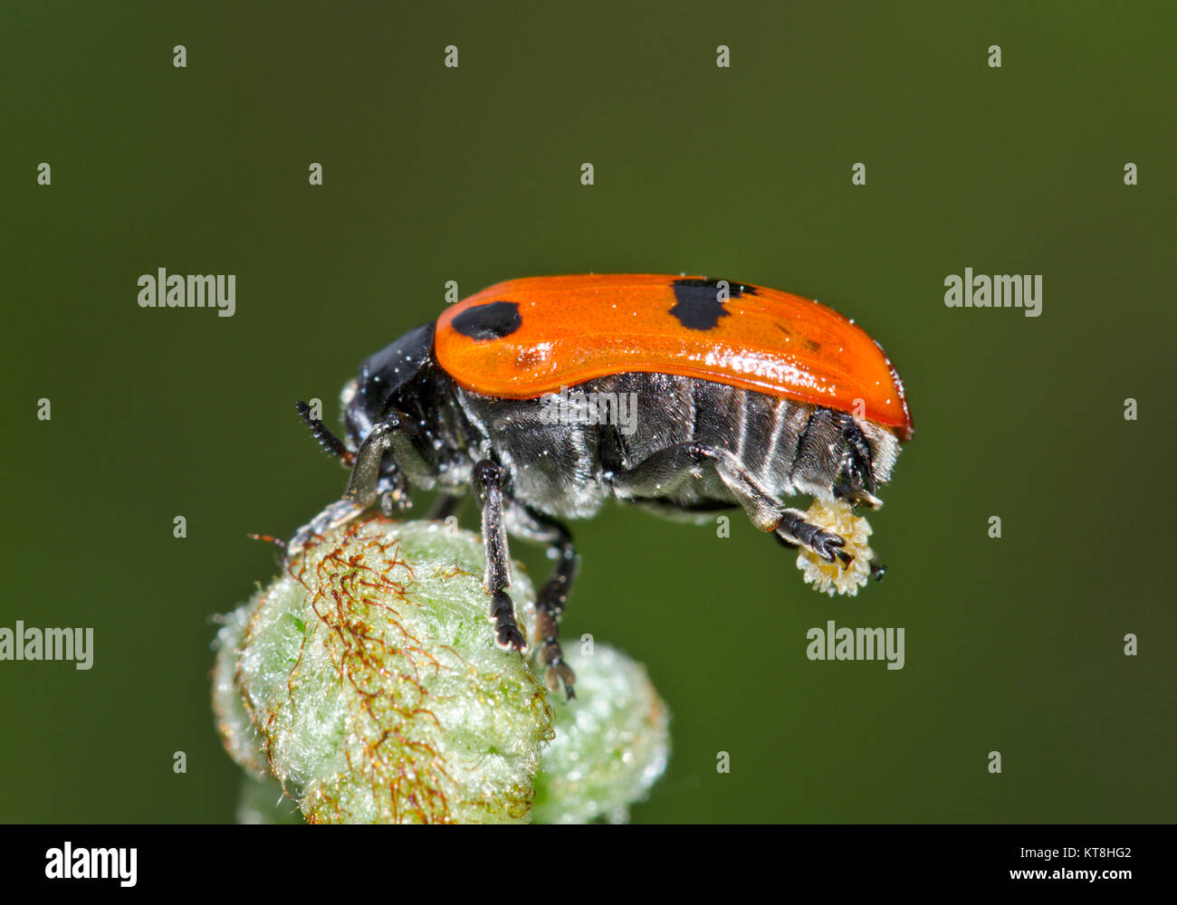 Egg laying Four spotted Leaf Beetle (Clytra quadripunctata) female ...
