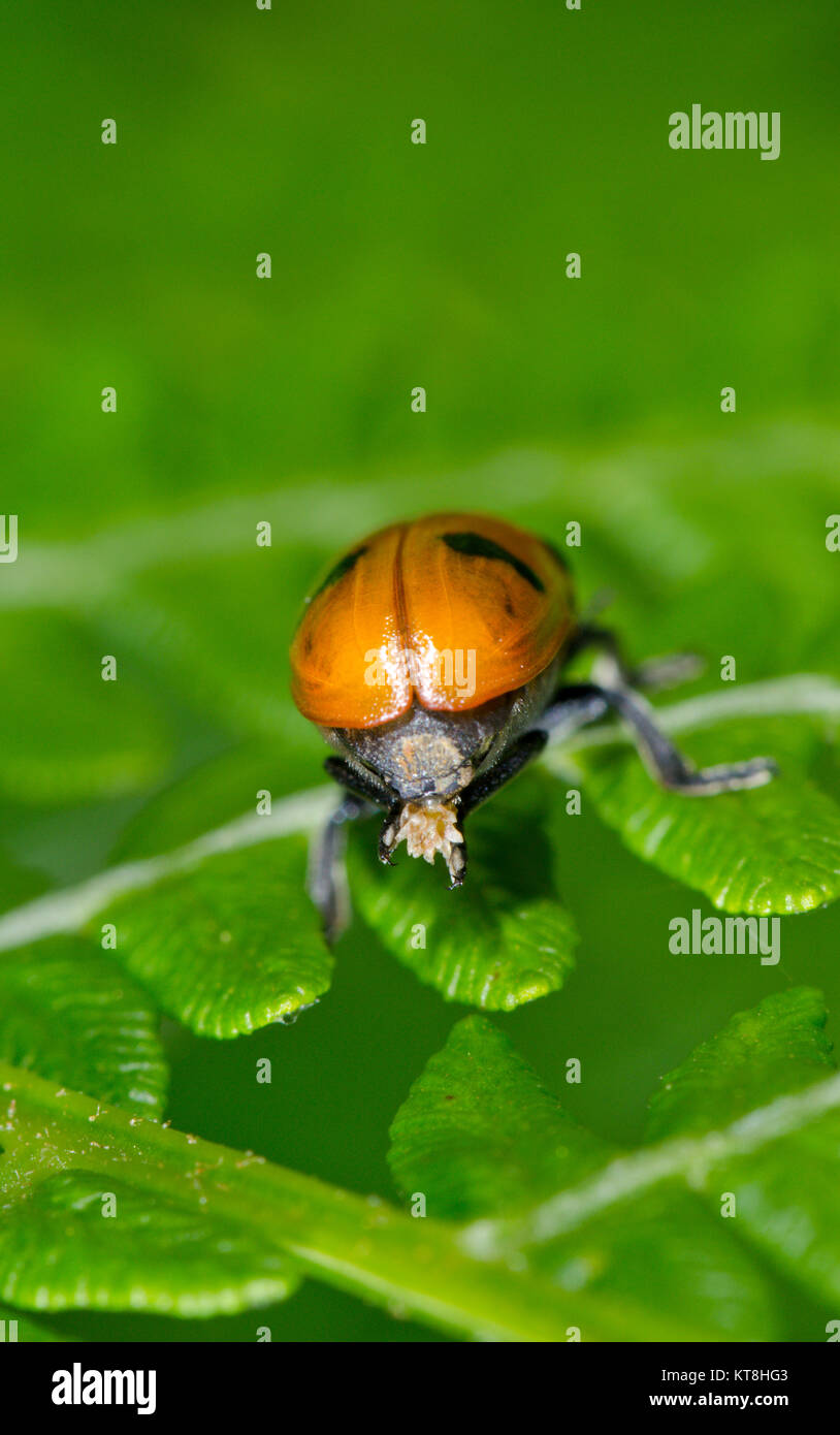 Egg laying Four spotted Leaf Beetle (Clytra quadripunctata) stage 1 ...