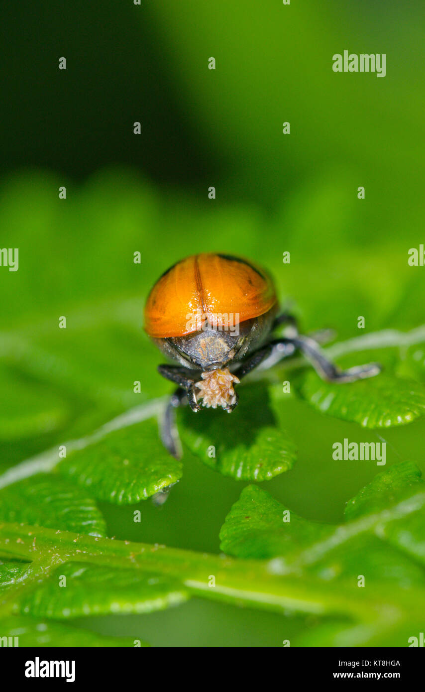 Egg laying Four spotted Leaf Beetle (Clytra quadripunctata) stage 2 ...