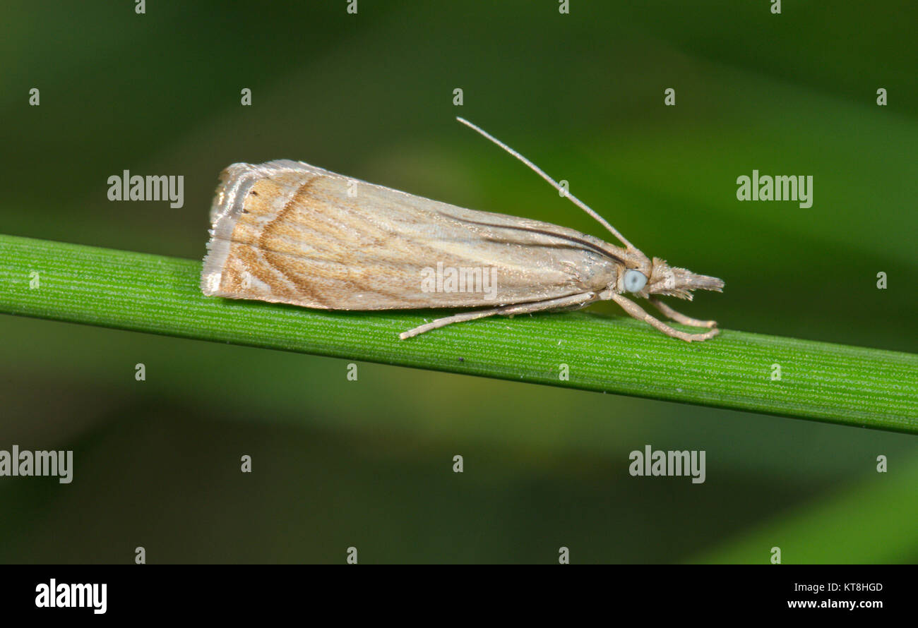 Garden Grass veneer Micro Moth (Chrysoteuchia culmella), Sussex, UK ...