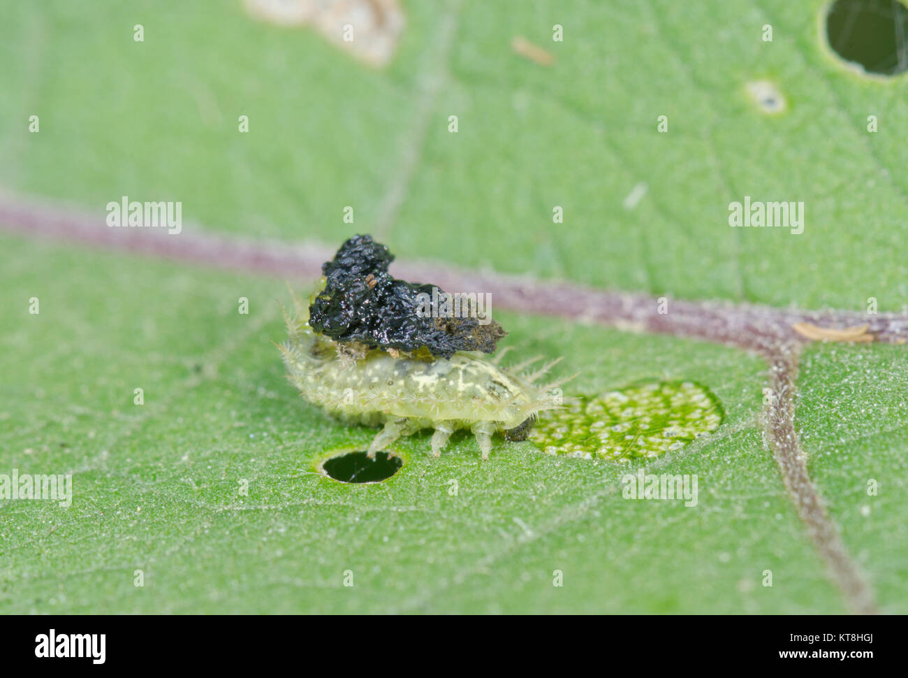 Green tortoise beetles hi-res stock photography and images - Alamy