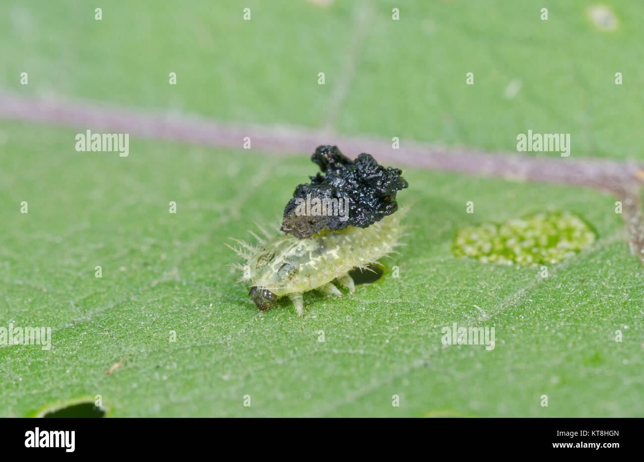 Green Tortoise Beetle Larva (Cassida rubiginosa) feeding on Burdock ...