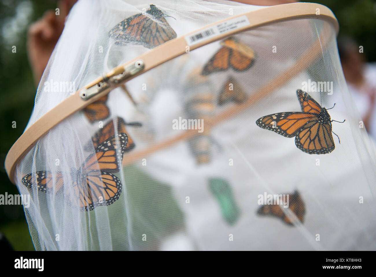 A volunteer with Monarch Teacher Network holds Monarch Butterflies ...