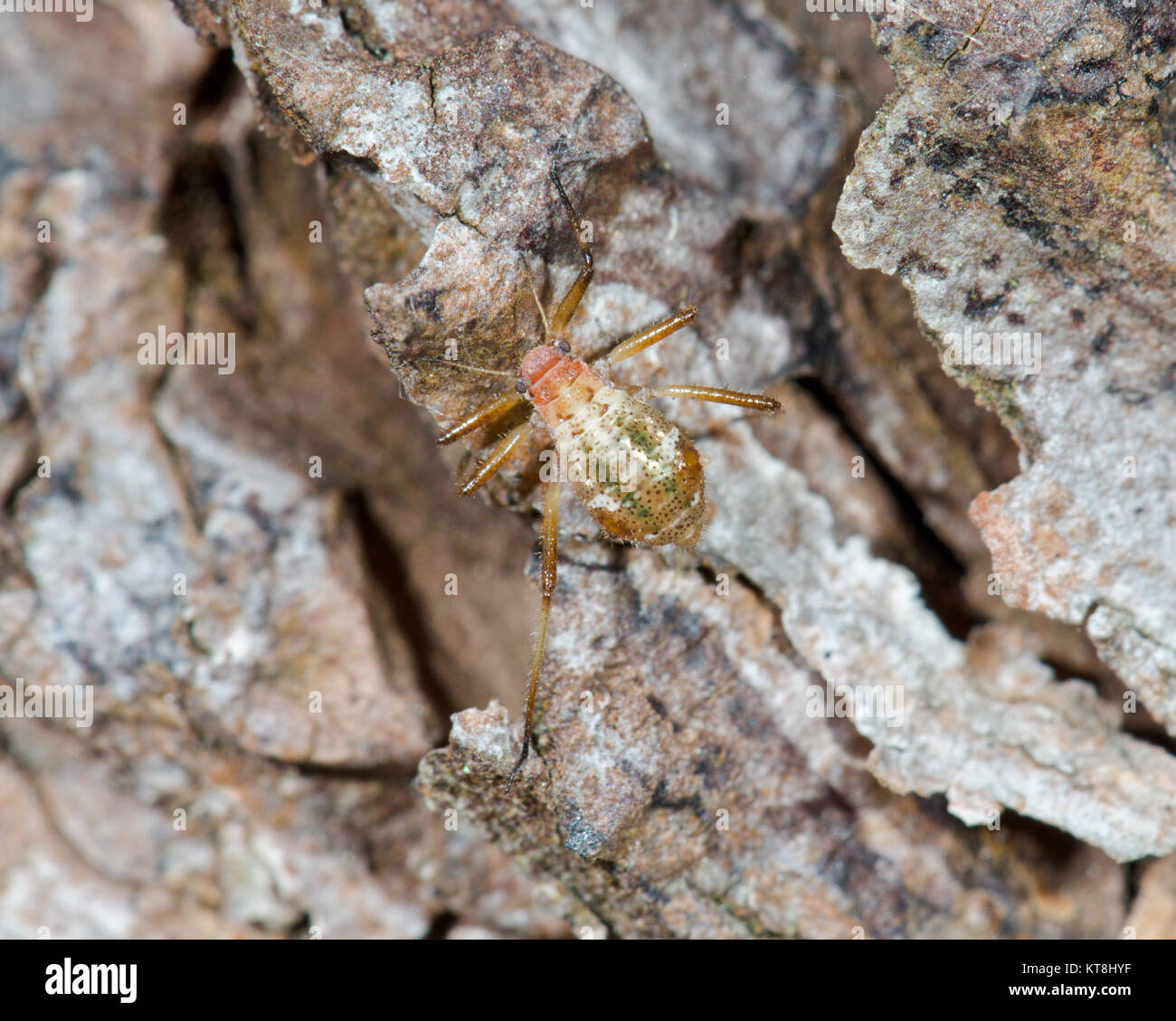 Cinara High Resolution Stock Photography and Images - Alamy