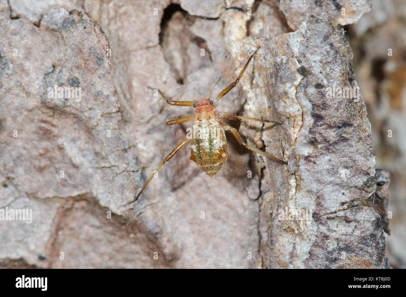 Cinara pinea hi-res stock photography and images - Alamy