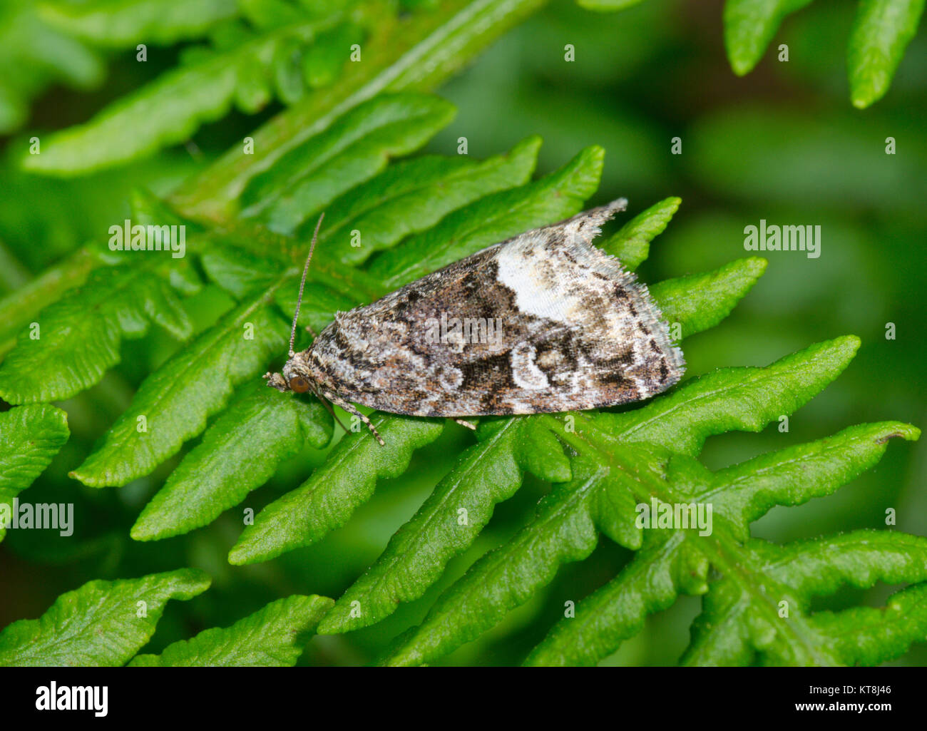 Marbled White Spot Moth (Deltote pygarga) WAS Protodeltote. Sussex, UK ...