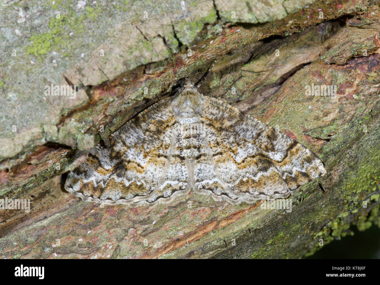 Camouflaged Mottled Beauty Moth (Alcis repandata). Geometridae. Sussex ...