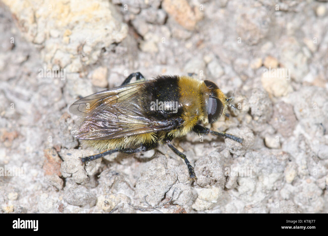 Batesian mimicry hi-res stock photography and images - Alamy