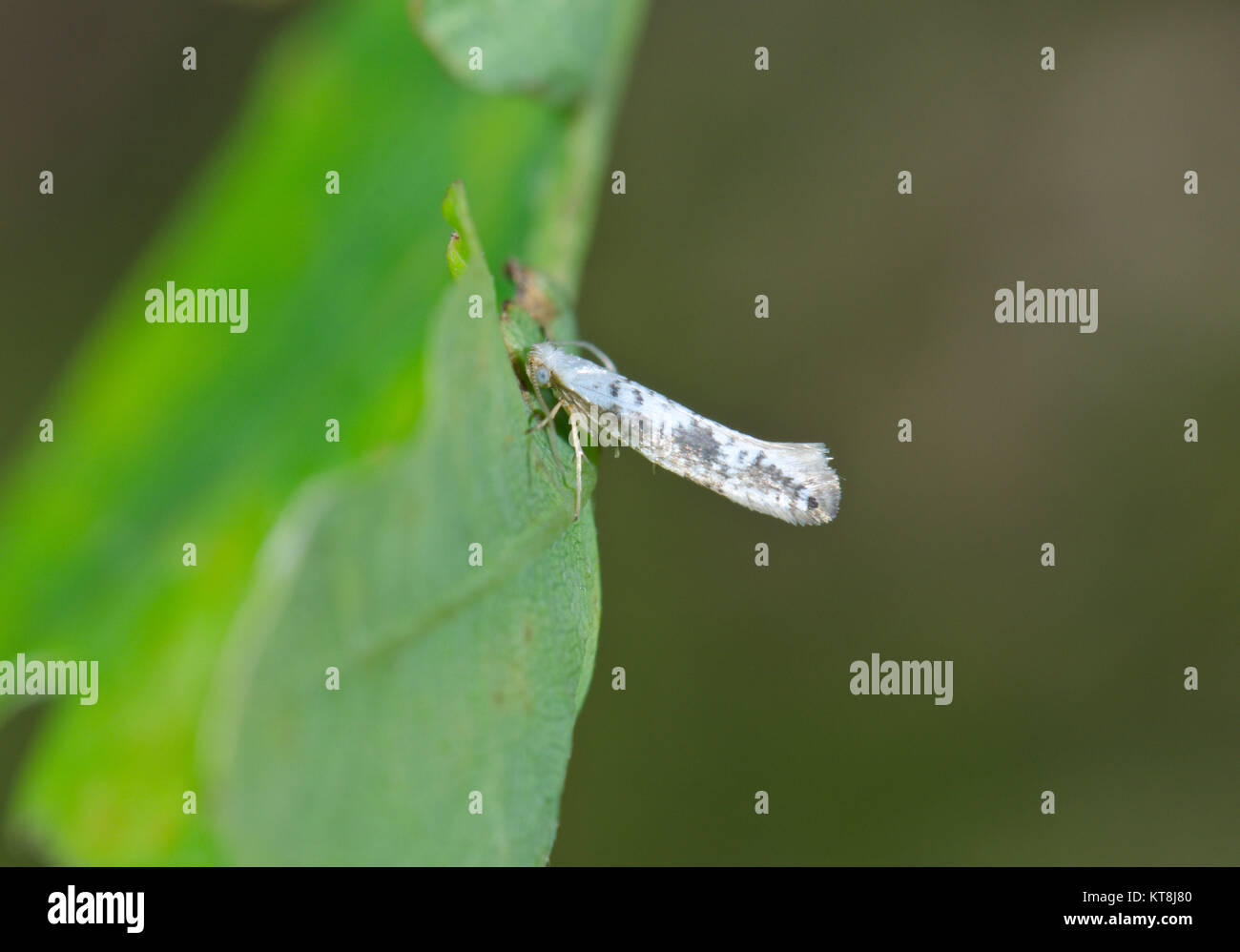 Netted Argent Micro Moth (Argyresthia retinella). Sussex, UK Stock ...
