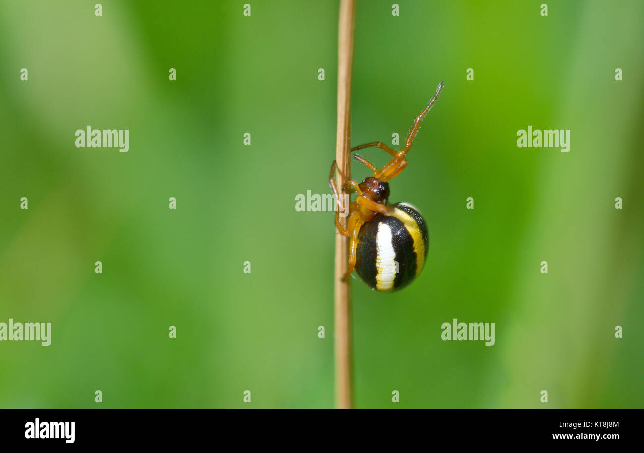 Pyjama Spider (Hypsosinga pygmaea) Female Orbweaver on grass stem ...