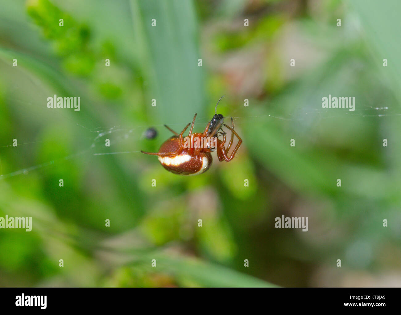 Araneidae hi-res stock photography and images - Alamy
