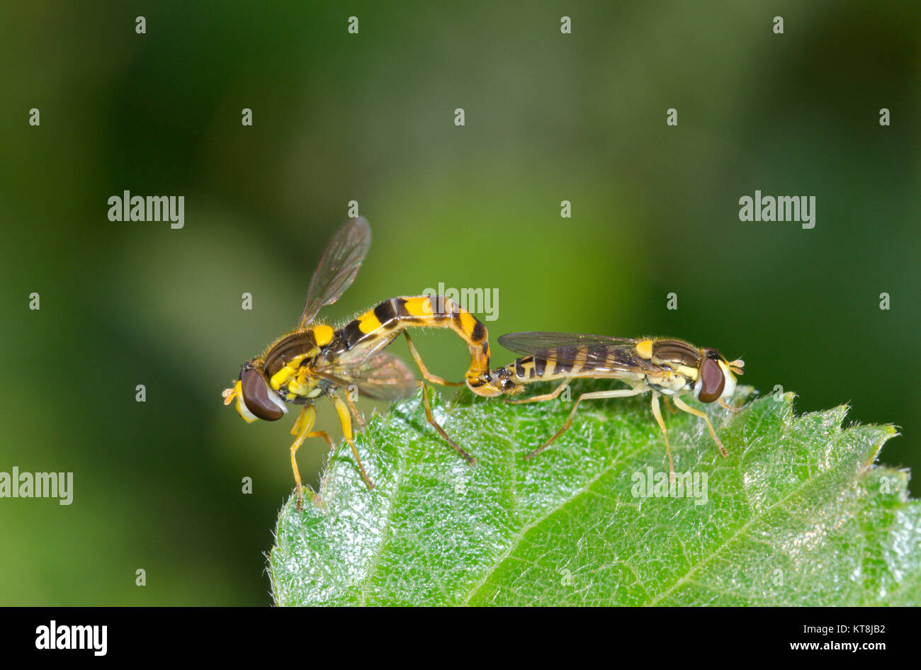 Batesian Mimicry Paired Hoverflies on Birch. Sussex, UK Stock Photo - Alamy